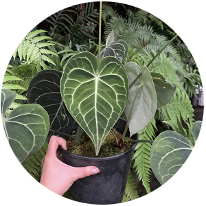 Aroids – My Home Nature