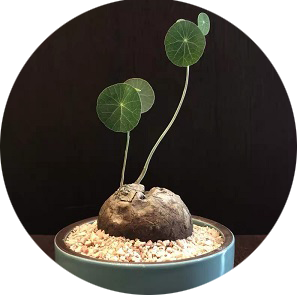 Caudex Plants – My Home Nature