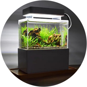 Fish Tank – My Home Nature