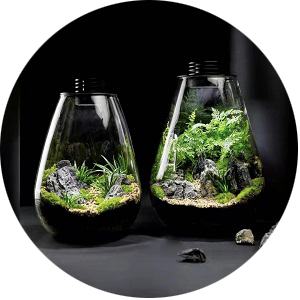 Micro Landscape – My Home Nature