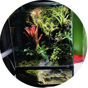 Terrarium Tank – My Home Nature