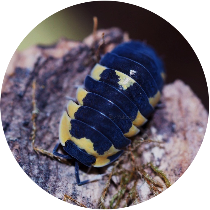 Isopods – My Home Nature