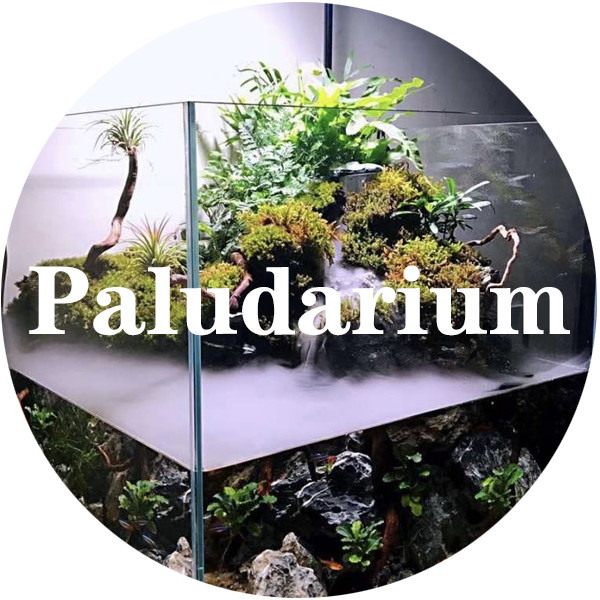 Paludarium Plants – My Home Nature