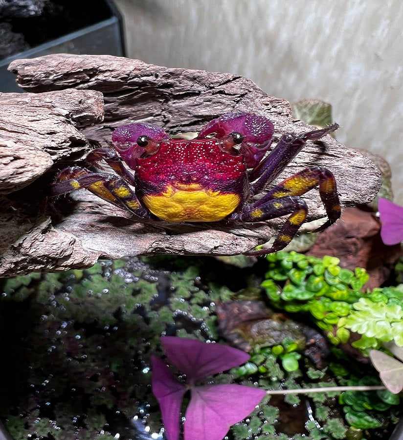 Vampire Crab (Geosesarma tricolor) for Sale | My Home Nature