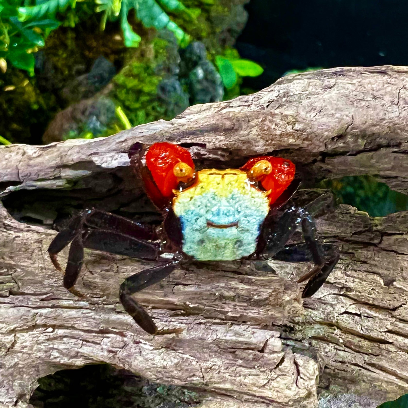 Rainbow Vampire Crab (Geosesarma rouxi) for Sale | My Home Nature