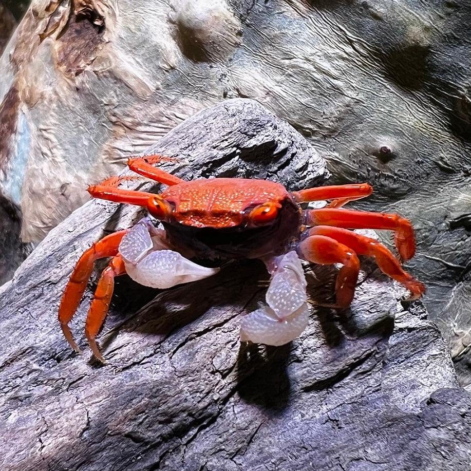 Red Carnaval Vampire Crab (Geosesarma aristocratensis) for Sale | My ...