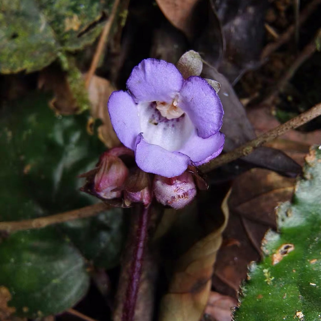 Gesneriaceae – My Home Nature