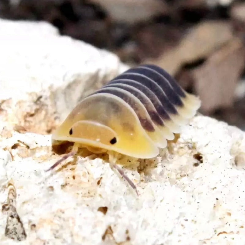 Jupiter Isopods(Cubaris sp.'jupiter') For Sale|My Home Nature