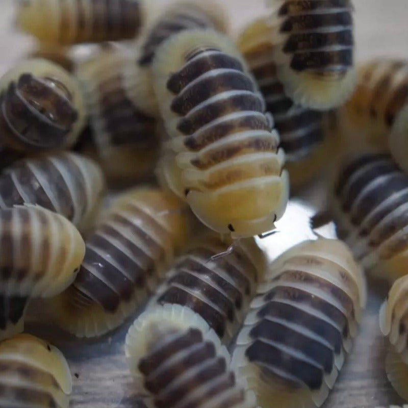 Jupiter Isopods(Cubaris sp.'jupiter') For Sale|My Home Nature