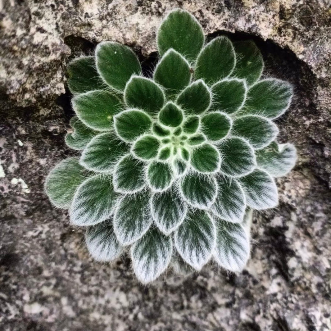 Gesneriaceae – My Home Nature