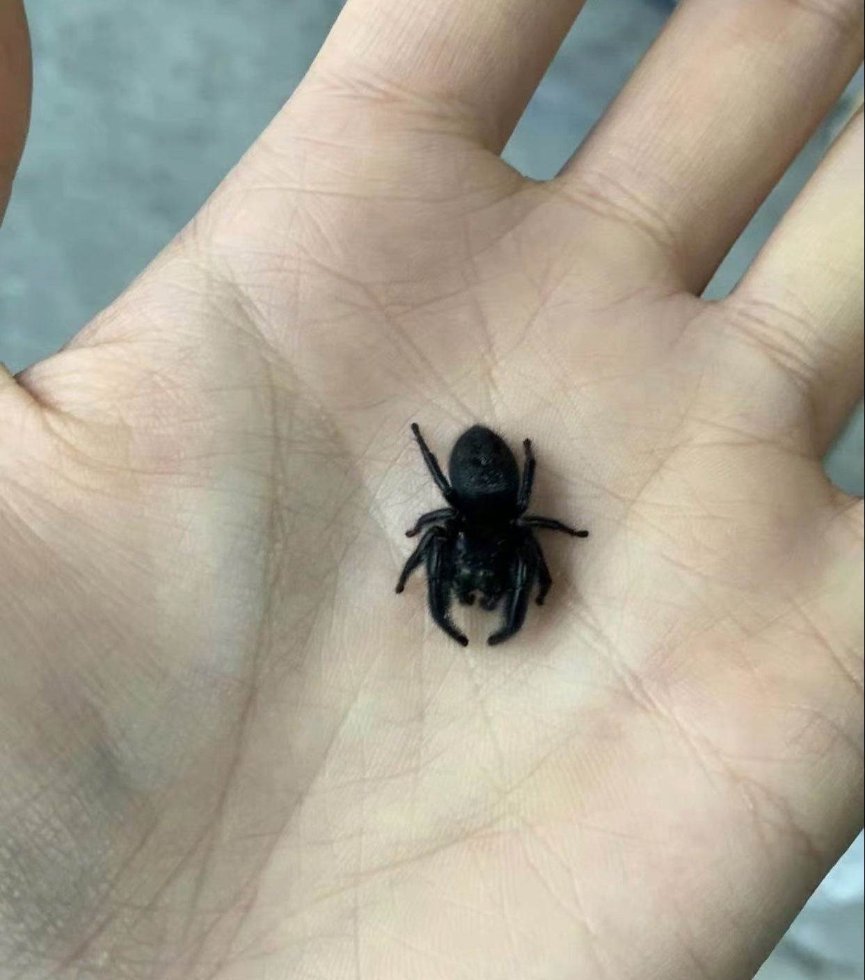 Spider – My Home Nature