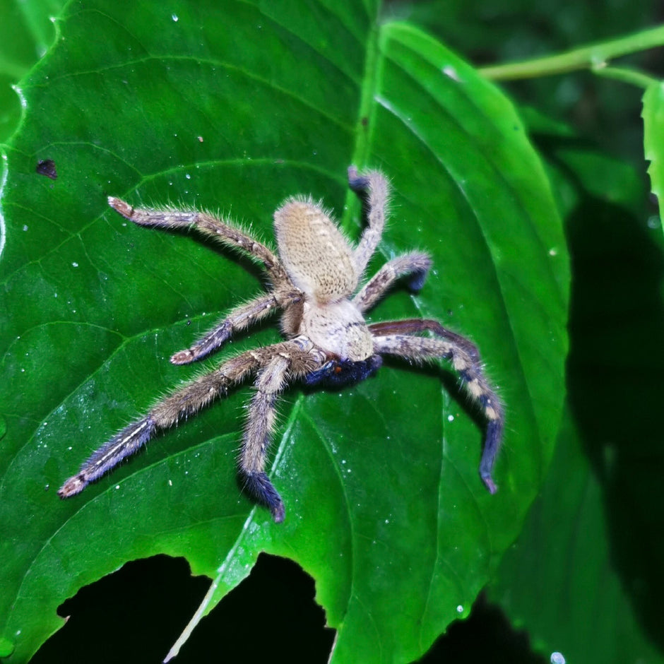 Spider – My Home Nature