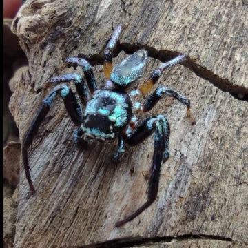 Spider – My Home Nature