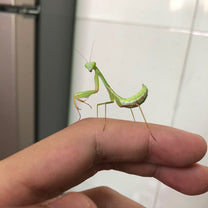 Blue papua Mantis (Hierodula sp. papua) for Sale | My Home Nature