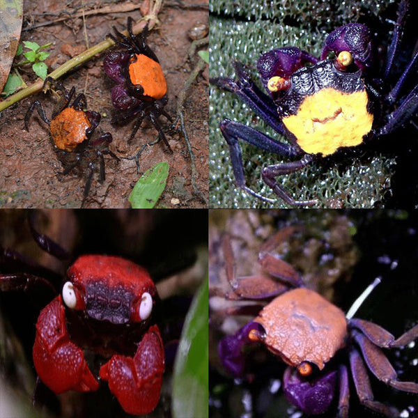 6 mixed color Geosesarma Vampire Crabs guarantee one or more female ...