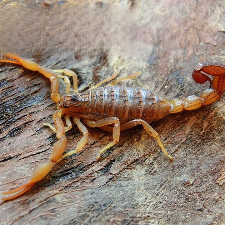 Congo red alligator back scorpion (Hottentotta hottentotta) for Sale ...