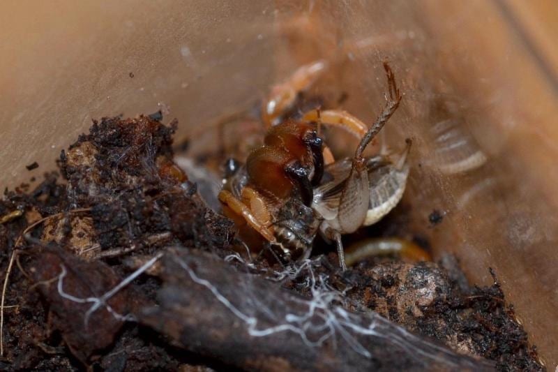 Orange Purse Web Spider (Calommata signata) for Sale | My Home Nature