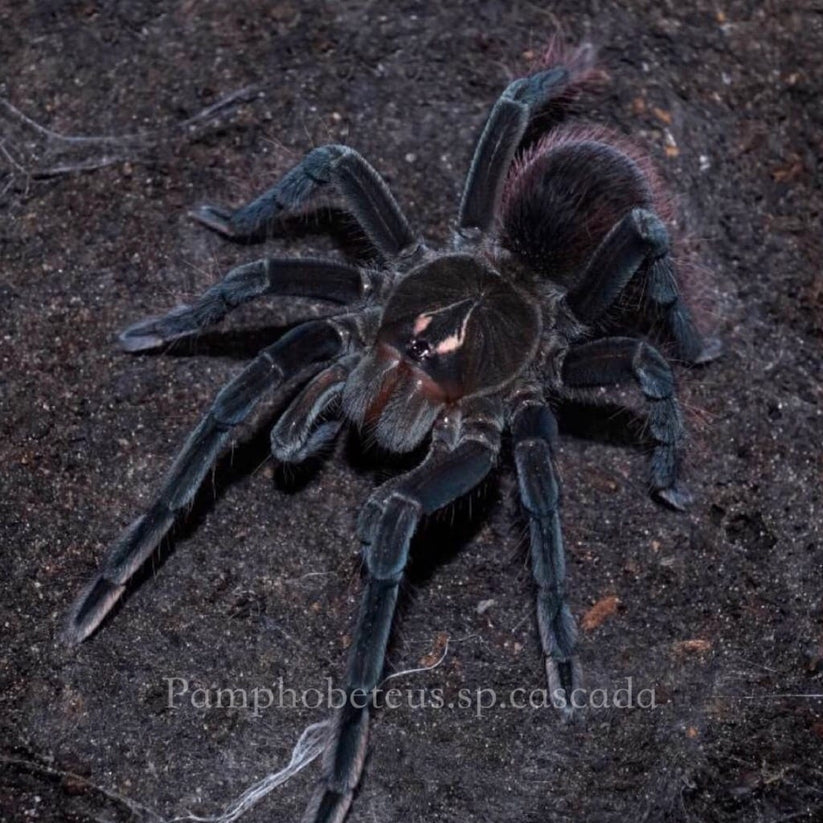 Cascada Birdeater Tarantula (Pamphobeteus sp cascada) for Sale | My ...