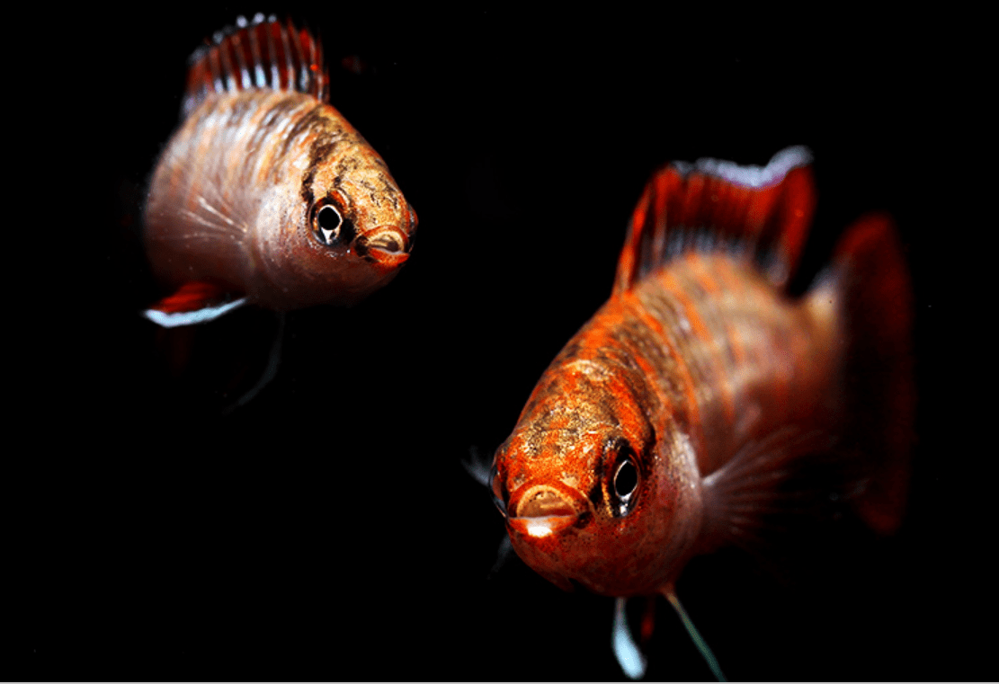 Scarlet Badis (Dario dario) for Sale | My Home Nature