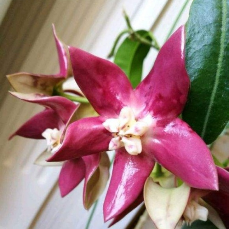 Hoya imperialis Red for Sale | My Home Nature