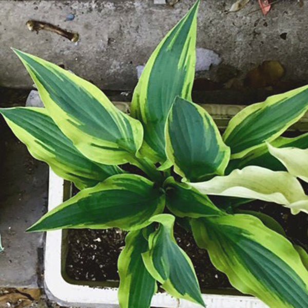 Lakeside Dragonfly Hosta for Sale | My Home Nature