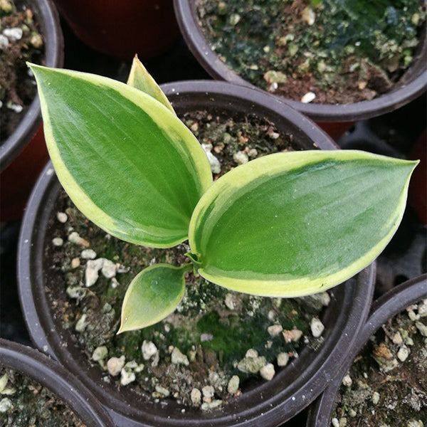Hosta 'Freedom' – My Home Nature
