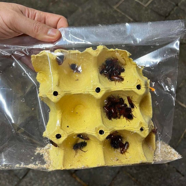 Cherry Cockroach for Sale | My Home Nature