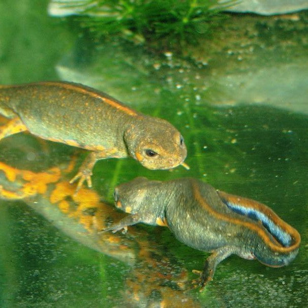 Blue Tailed Fire Belly Newt (Cynops cyanurus) for Sale | My Home Nature