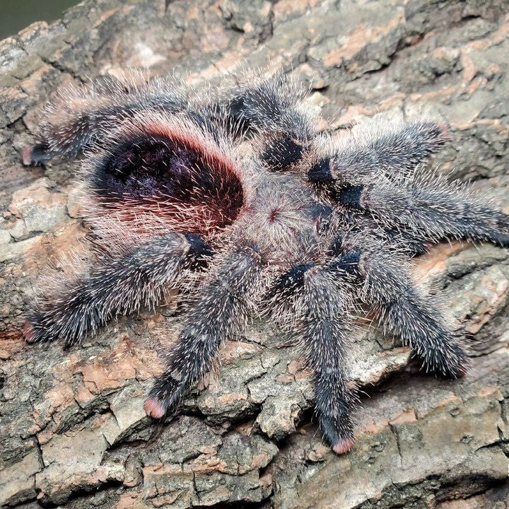 Peruvian purple pinktoe tarantula (Avicularia juruensis) for Sale | My ...