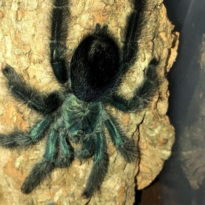 Blue Green Pinktoe Tarantula (Avicularia geroldi) for Sale | My Home Nature