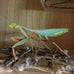 Blue papua Mantis (Hierodula sp. papua) for Sale | My Home Nature