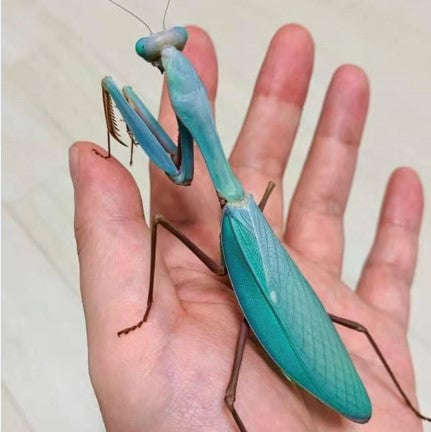 Blue papua Mantis (Hierodula sp. papua) for Sale | My Home Nature