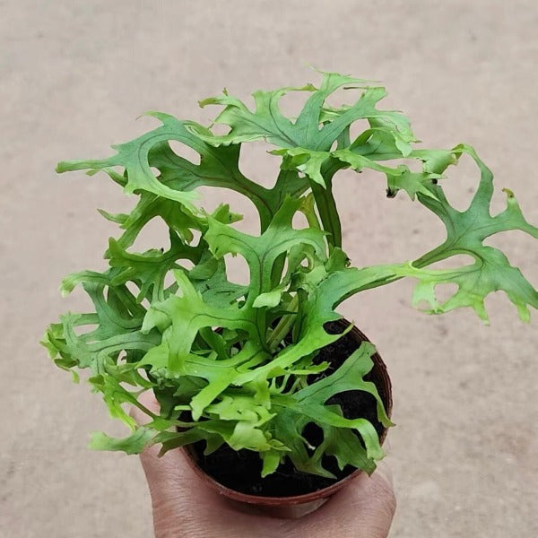 Microsorum punctatum cv for sale – My Home Nature