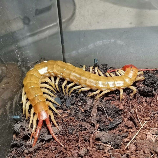 Chinese Red Head Centipede (Scolopendra mutilans var. white) for Sale ...