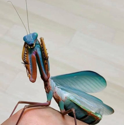 Blue papua Mantis (Hierodula sp. papua) for Sale | My Home Nature