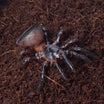 Chinese Hourglass Spider (Cyclocosmia ricketti) for Sale | My Home Nature
