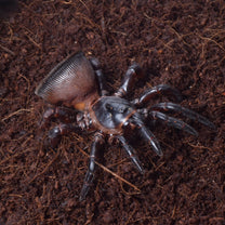 Chinese Hourglass Spider (Cyclocosmia ricketti) for Sale | My Home Nature