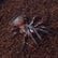 Chinese Hourglass Spider (Cyclocosmia ricketti) for Sale | My Home Nature