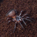 Chinese Hourglass Spider (Cyclocosmia ricketti) for Sale | My Home Nature