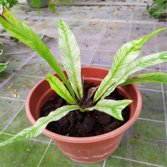 Bird Nest Fern Variegated (Asplenium nidus variegated) for Sale | My ...