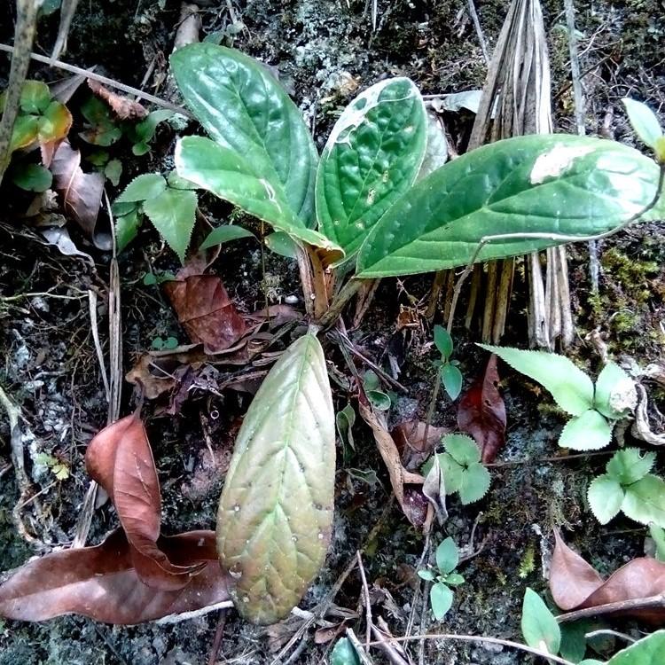 Gesneriaceae – My Home Nature