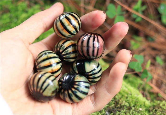 Malaysia Gemstone Pill Millipedes (Zephronia sp.) for Sale | My Home Nature