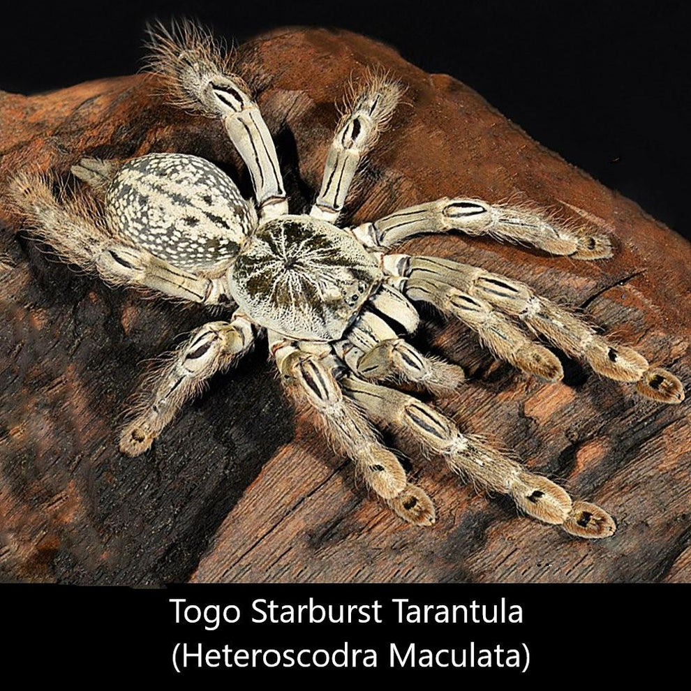 Togo Starburst Tarantula (Heteroscodra maculata) for Sale | My Home Nature