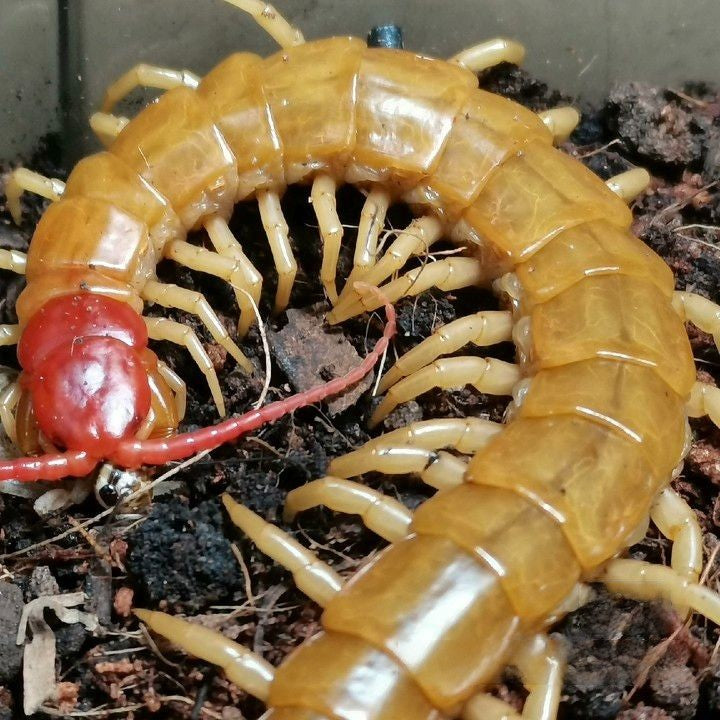 Chinese Red Head Centipede (Scolopendra mutilans var. white) for Sale ...