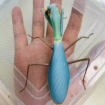 Blue papua Mantis (Hierodula sp. papua) for Sale | My Home Nature