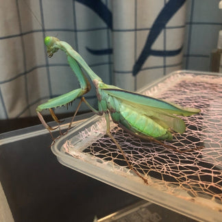 Blue papua Mantis (Hierodula sp. papua) for Sale | My Home Nature