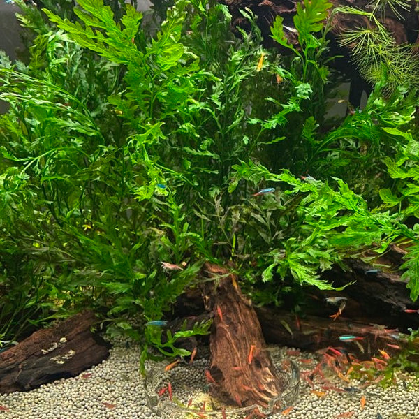 African water fern (Bolbitis heudelotii ) for Sale | My Home Nature