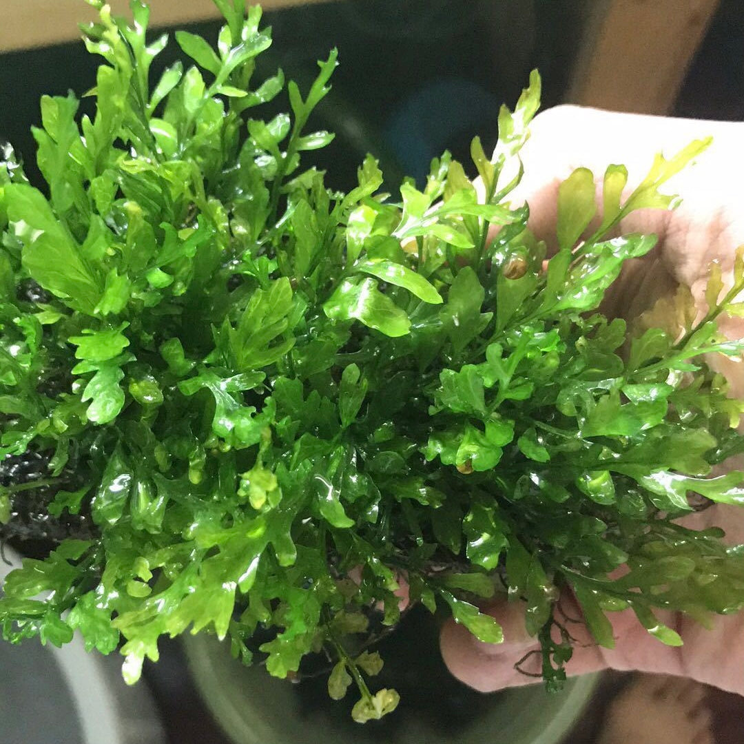 African water fern (Bolbitis heudelotii ) for Sale | My Home Nature