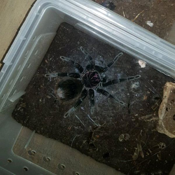 Amazon Blue Bloom Tarantula (Xenesthis intermedia) for Sale | My Home ...