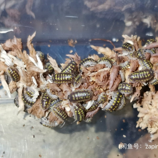 High Yellow Spotted Isopod (Armadillidium gestroi) for Sale | My Home ...